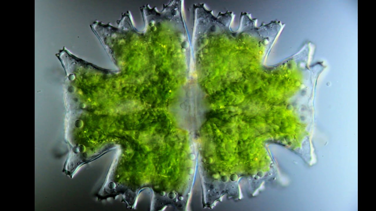 Micrasterias,1000x,DIC microscope - YouTube