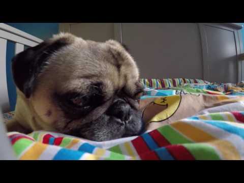 Worlds ONLY Pug Baby