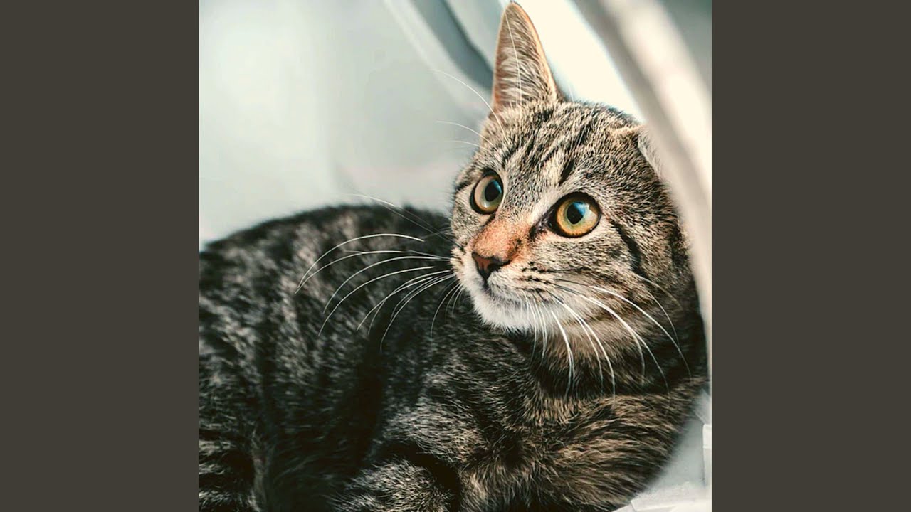 Refined Funny Cats - YouTube