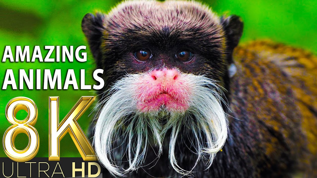 Amazing Wild Animals 8K TV HDR 60FPS ULTRA HD | 8K BEAUTIFUL NATURE ...