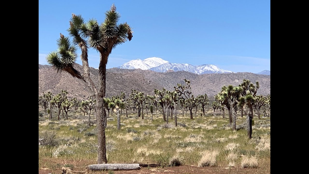 Joshua Tree National Park (CA) 11 April 2023 in the AM - YouTube