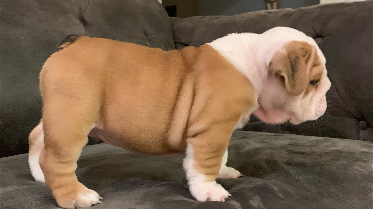 swimmer puppy syndrome (how to correct this) - YouTube