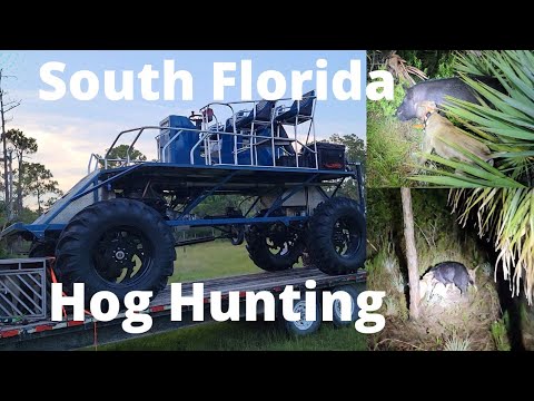 Hog Hunting • Swamp Buggy • Dogs • South Florida Style - YouTube