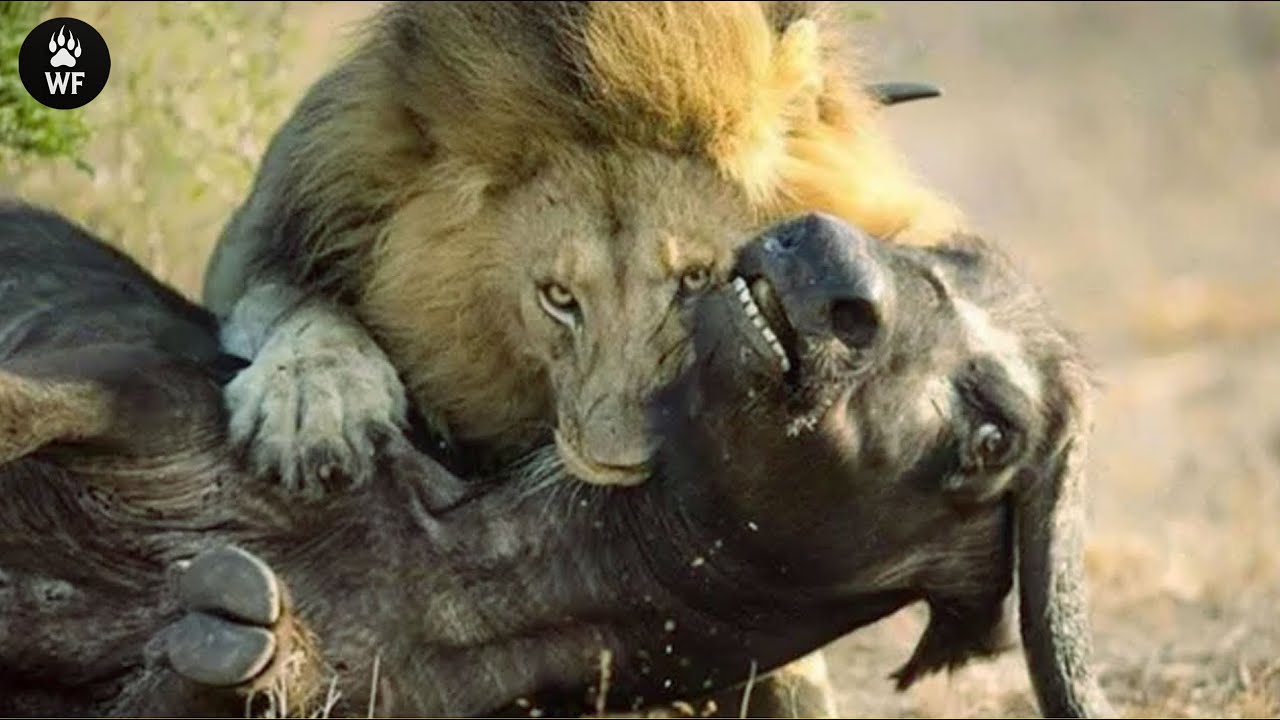 15 Relentless Lion Hunting Moments What Happens Next In The Wild ...