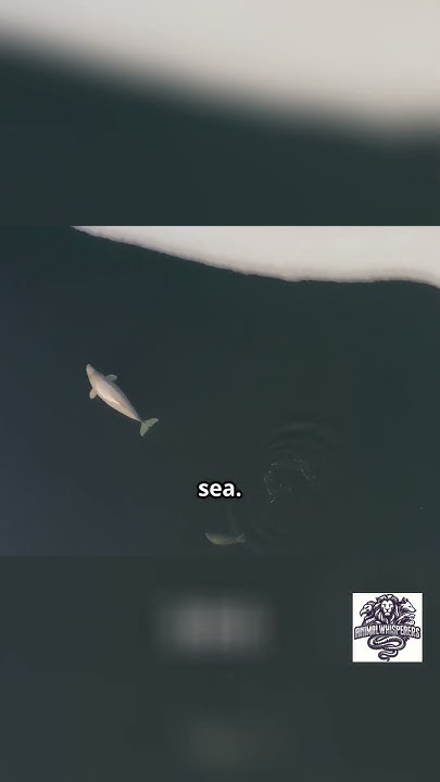 Narwhal: Unveiling the Arctic's Mystical Unicorn of the Sea - YouTube