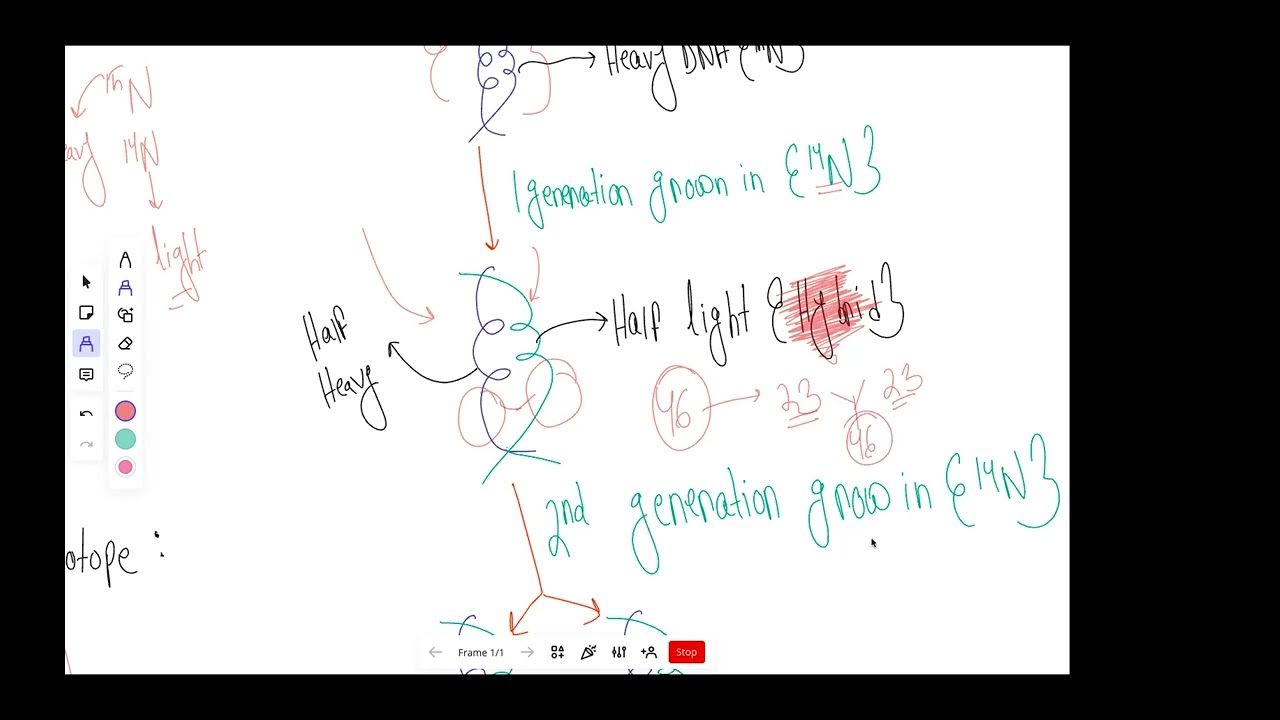 Replication Of DNA, Conservative & Semi-Conservative Theory, Edexcel A Levels , Part 2 - YouTube