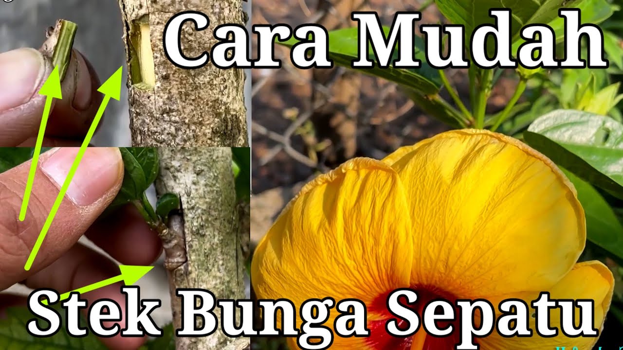 Langkah Mudah Melakukan Setek Tanaman Bunga Sepatu #Bonsailiar76 - YouTube