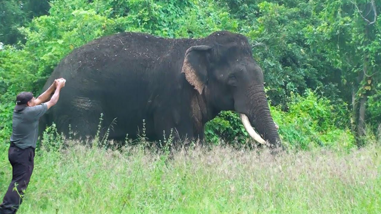 Treating a wound on the leg of a wild elephant | Amazing Elephant ...