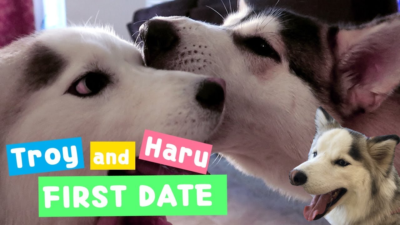 Troy and Haru's first (play) date ft Dacchei | woori story - YouTube