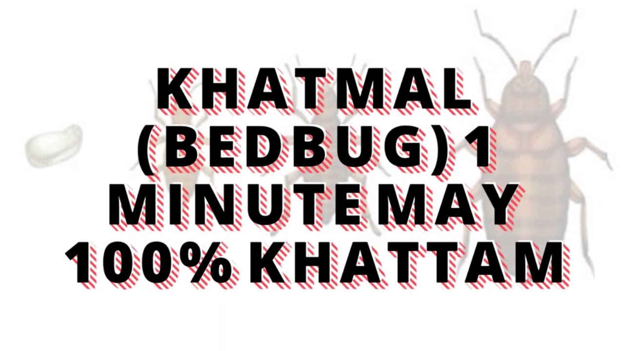 khatmal (bedbug) 1 minute main khatam karnay ka anokha tarika - YouTube