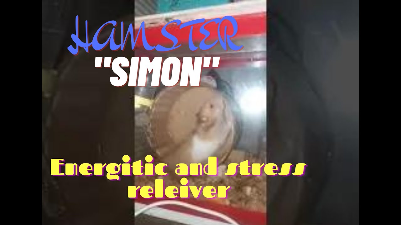 HAMSTER NAME "SIMON" PLAYING AT THE WHEEL II MY NEW PET - YouTube