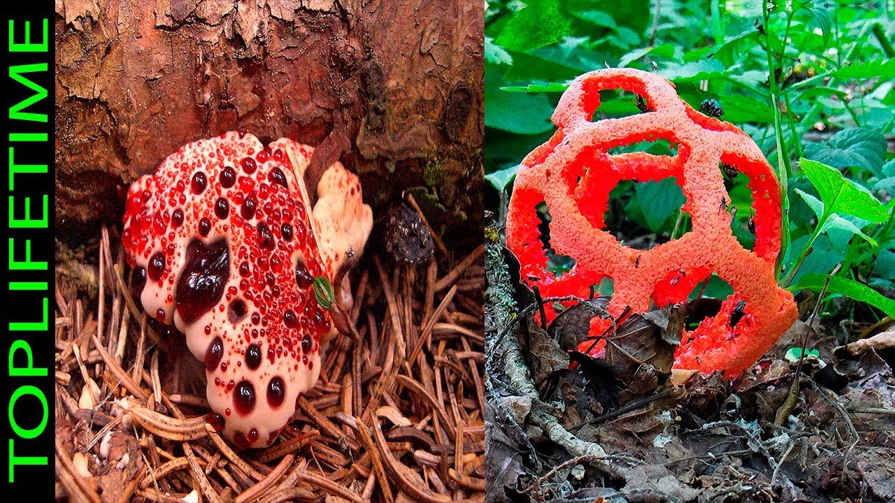 13 tipos de hongos más extraños que existen - YouTube