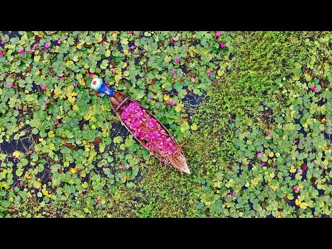 Vibrant Water Lily Harvesting In Bangladesh