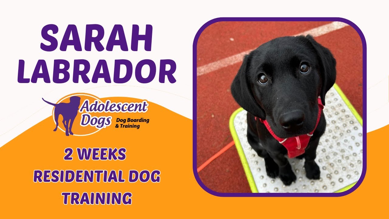 Sarah the Labrador Puppy | 2 Weeks Residential Dog Training - YouTube