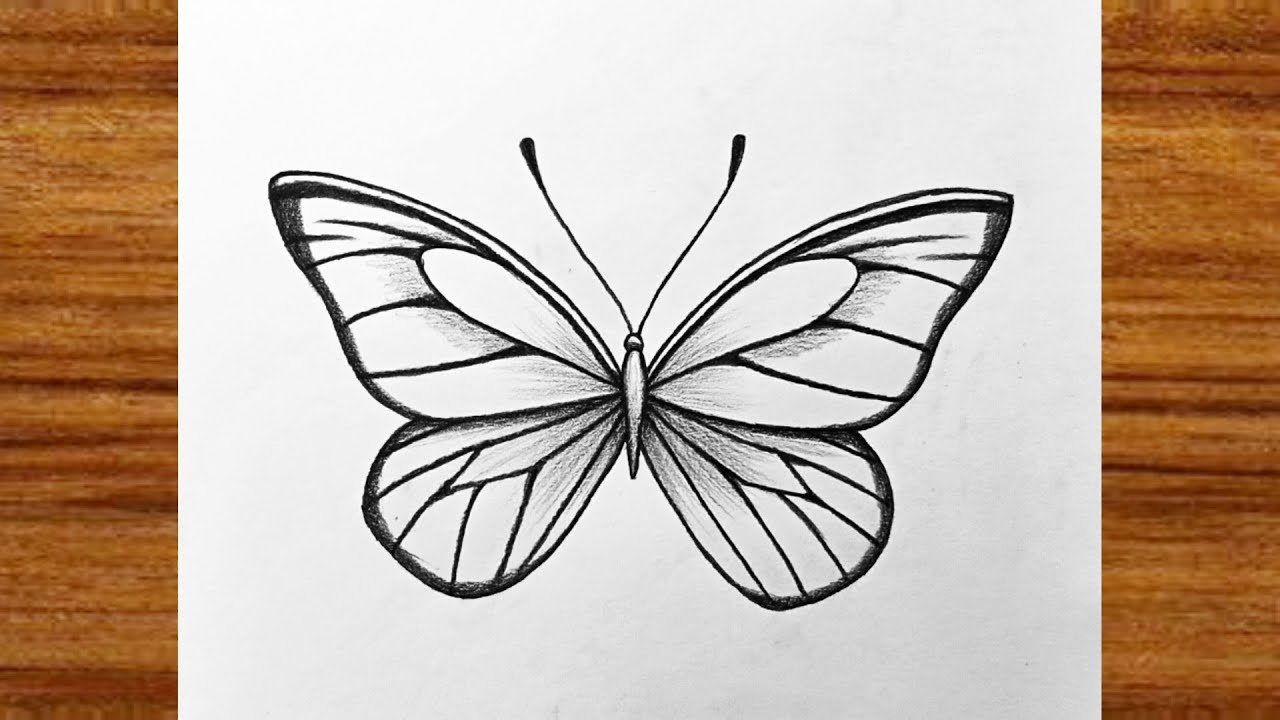 How to draw butterfly easy || Easy butterfly drawing step by step ...