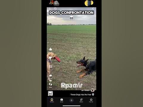 These Dogs Has No Fear 💀 - YouTube