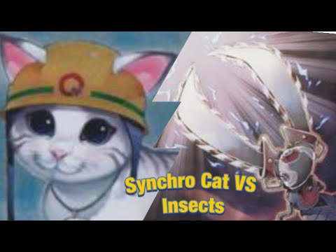 Edison Format Match Synchro Cat VS Insect - YouTube