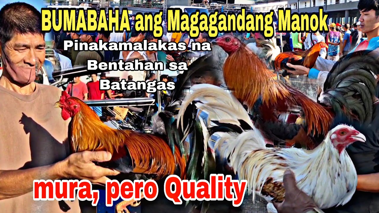 EP: 14 Bumabaha ang Magagandang Manok sa Pinakamalakas na Bentahan sa ...