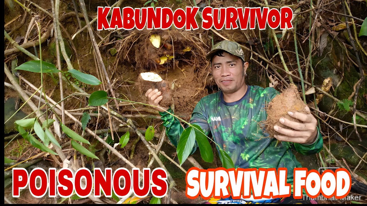 GETTING POISONOUS SURVIVAL ROOTS CROP IN THE MOUNTAIN | KABUNDOK ...