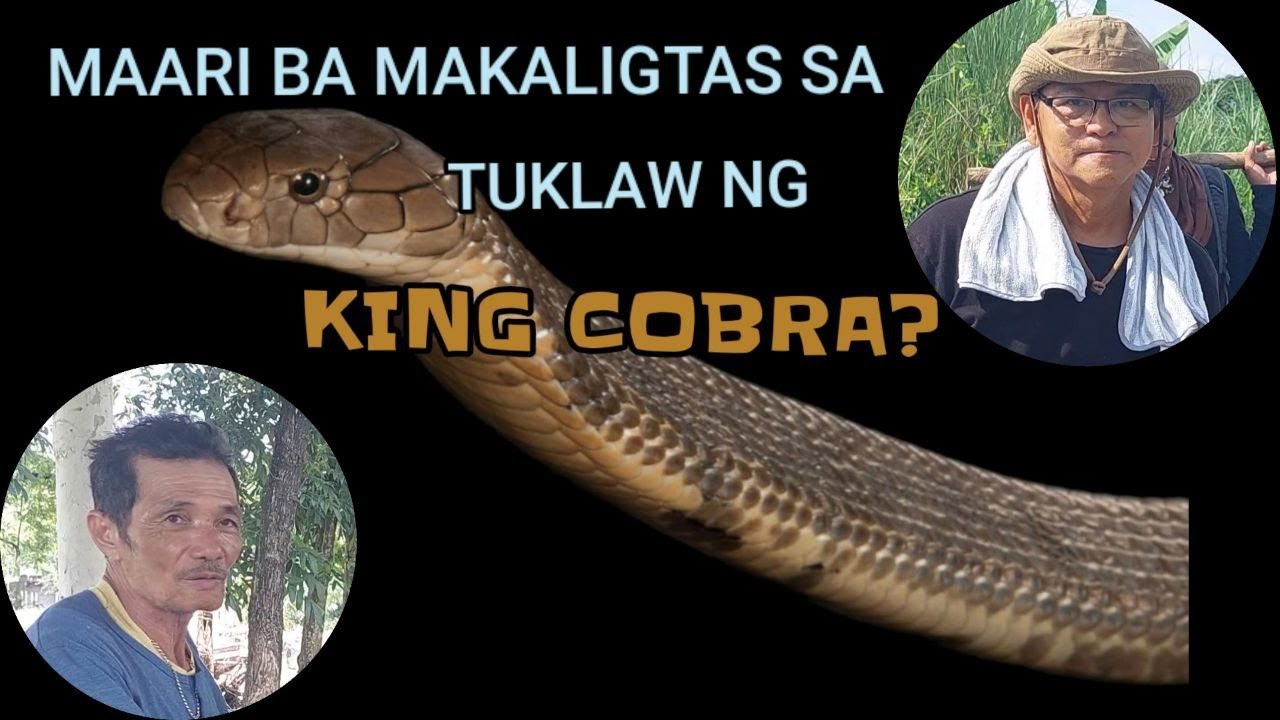 MAARI BA MAKALIGTAS SA TUKLAW NG KING COBRA? - YouTube