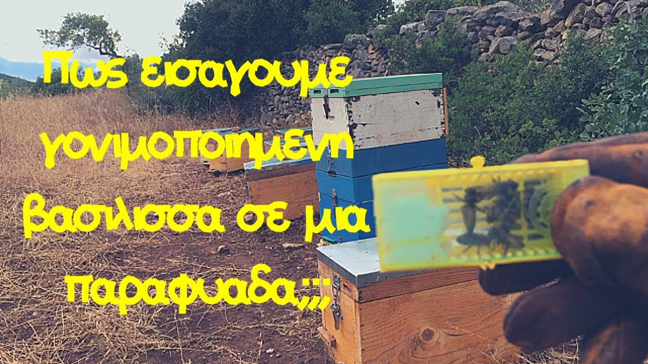 Πως εισάγω γονιμοποιημένη βασίλισσα σε μια παραφυάδα - YouTube