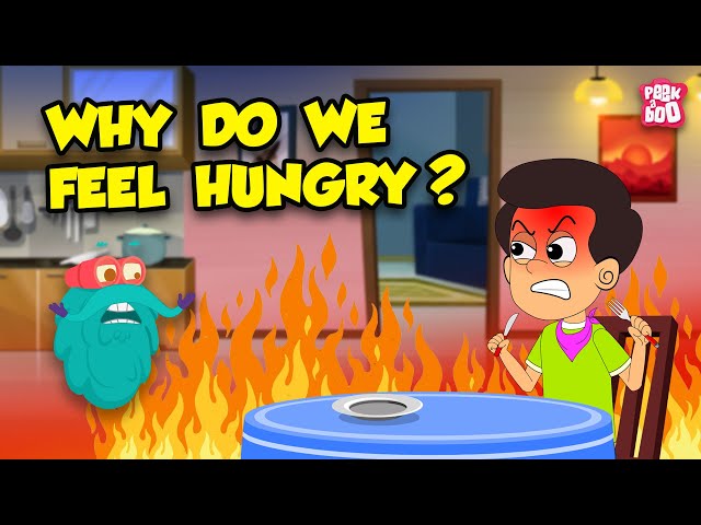 Why Do We Feel Hungry? | What Happens in Your Body When You're Hungry ...