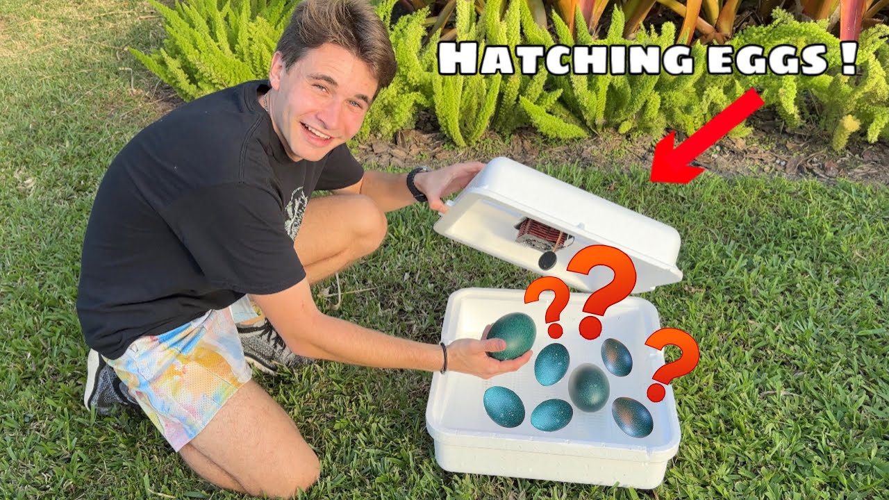 HATCHING OUT THE MYSTERY EGGS ! WHATS INSIDE ?! - YouTube