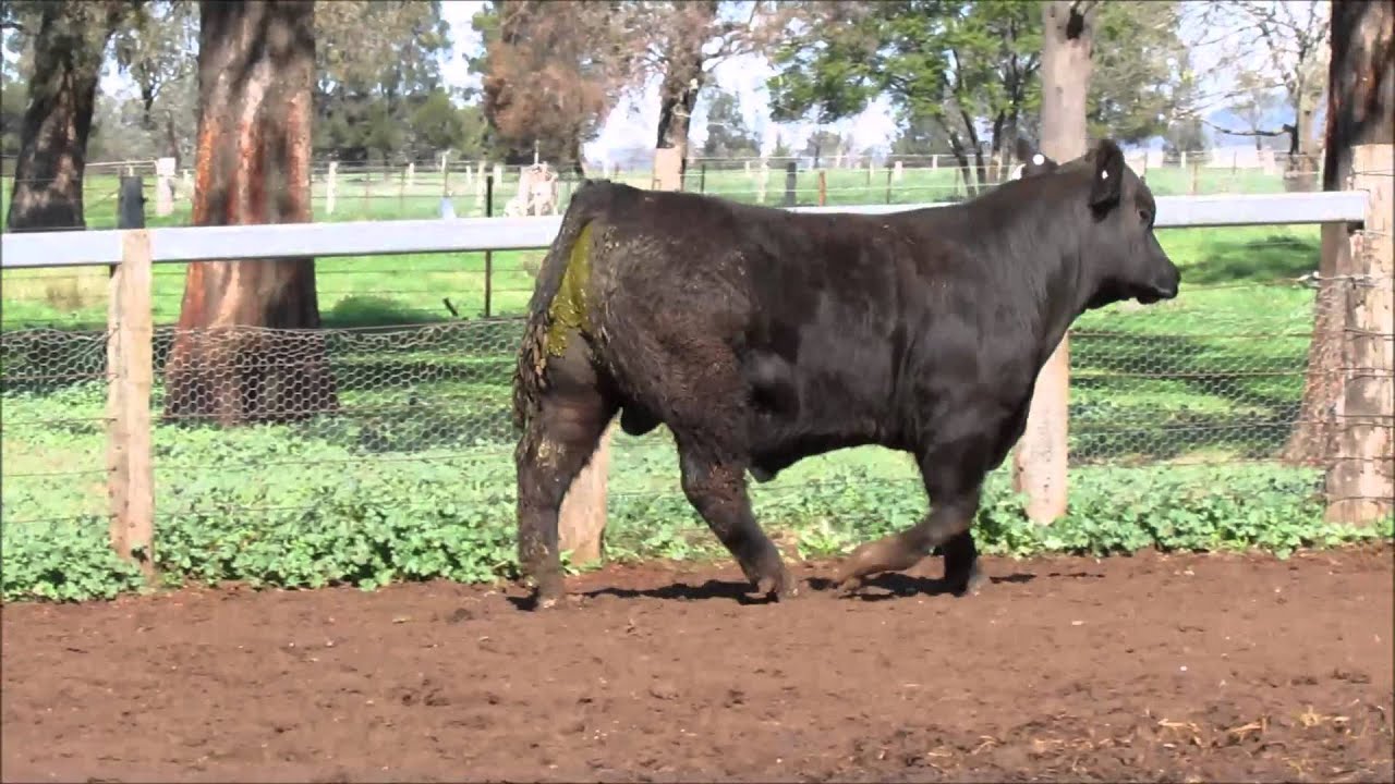 Lot 20 Manali Limousin & Lim-Flex Bull Sale 2015 - YouTube