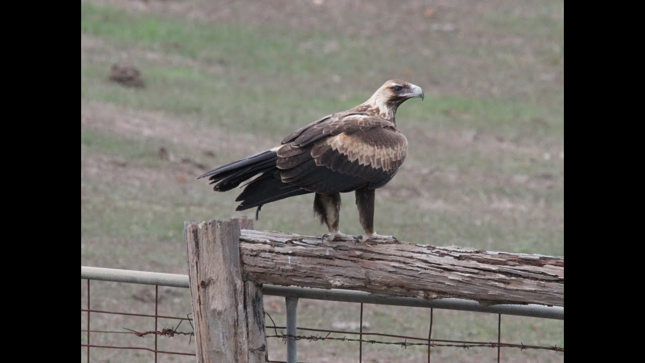 Eagles In Australia - YouTube