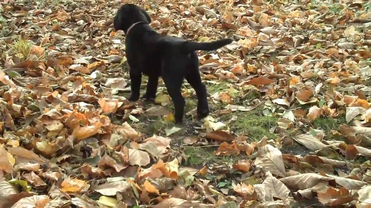 Black Labrador Puppy Playing in Leaves - YouTube