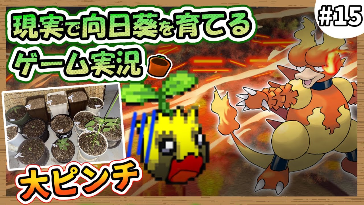 【縛り実況】ヒマナッツがひんしになる度に『現実で向日葵を育てる縛り』#15（BW2） - YouTube