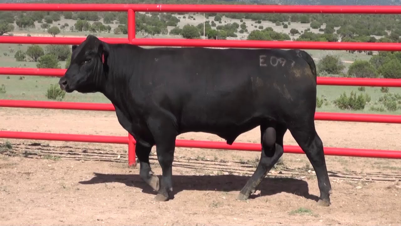 Flying W Diamond Ranch Lot 53 - YouTube