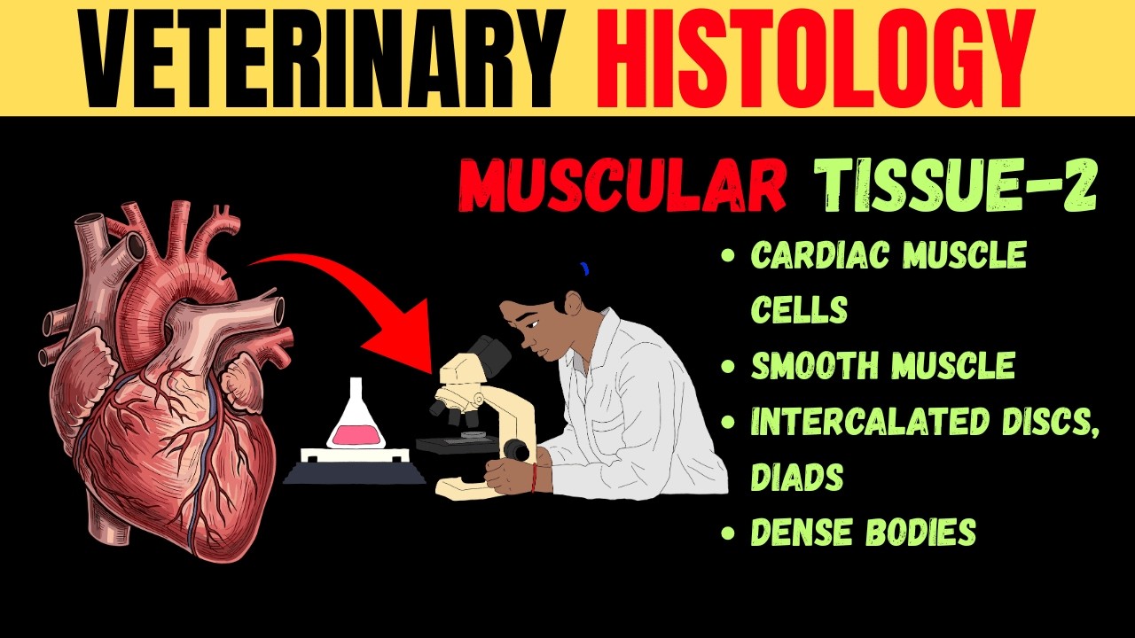 Cardiac Muscle Cells & Smooth Muscle Histology Explained | Intercalated ...