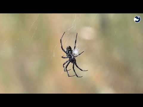 Why Spiders Build Symmetrical Webs?🕸️🕷️ - YouTube