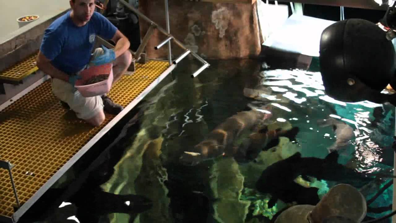 Arapaima Feeding at the Tennessee Aquarium - YouTube