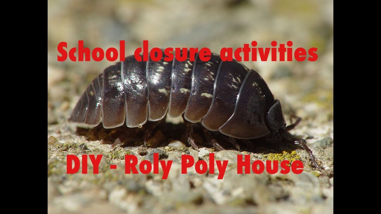 School Closure Activities: DIY - Roly Poly House - YouTube