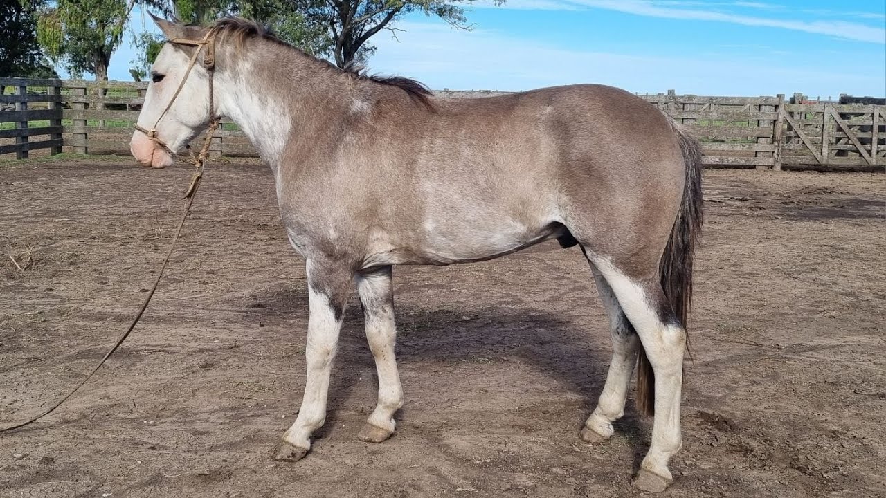 Padrillo Overo Lobuno mestizo de Criollo $1.500.000 - LOSEQUINOS.COM ...