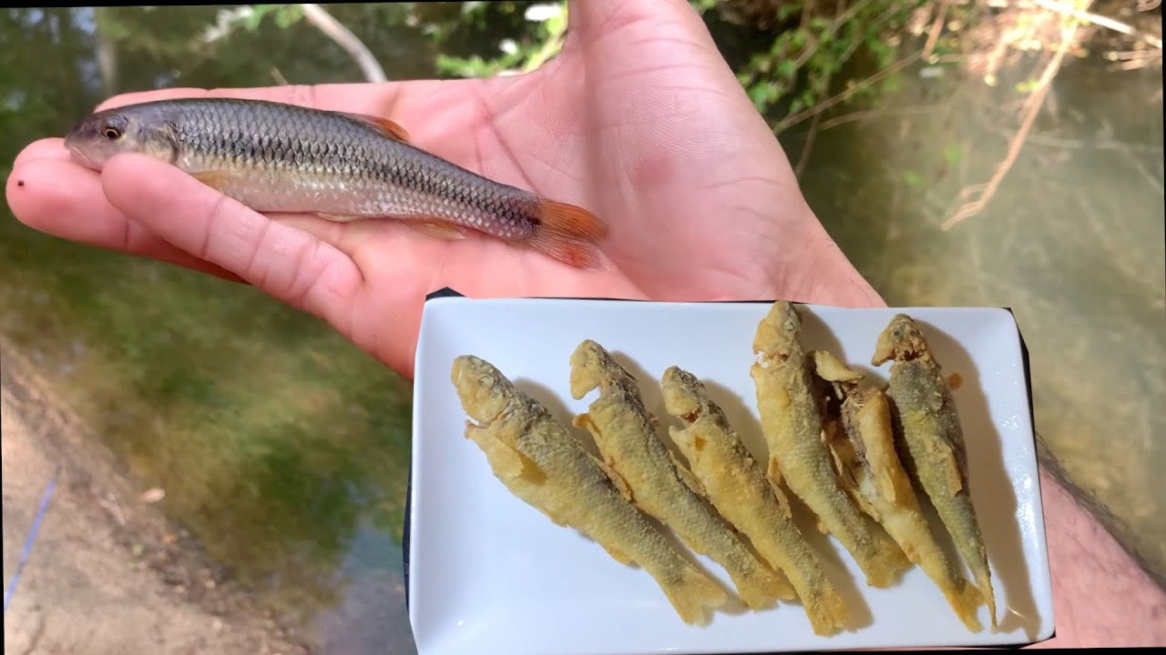 Trash Fish Catch and Cook. Are Creek Chubs good? - YouTube