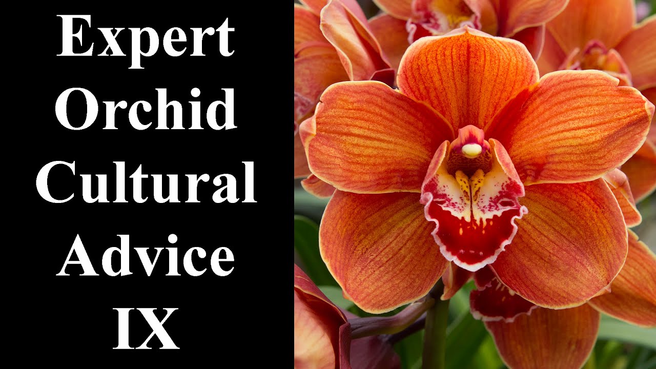 Orchid Repotting Guide 2024 (Cymbidium back-bulb propagation) - YouTube