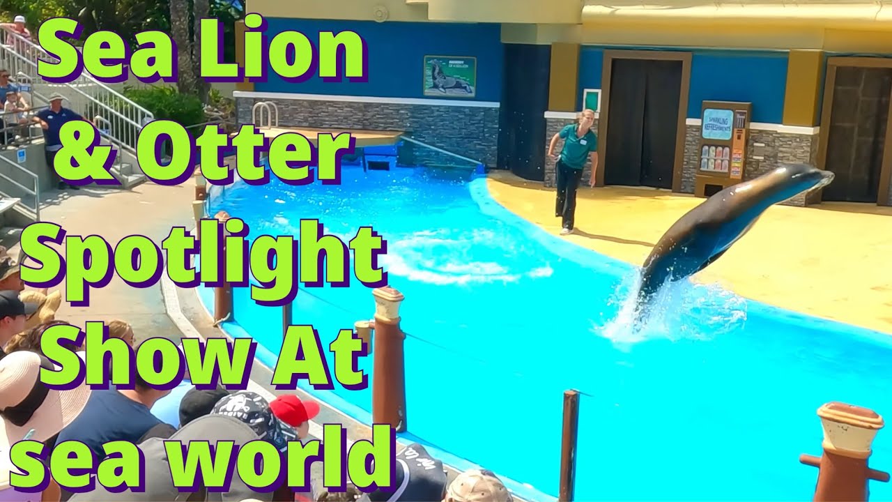 😀😀sea Lion And Otter Spotlight At Sea World San Diego Very Awesome Full