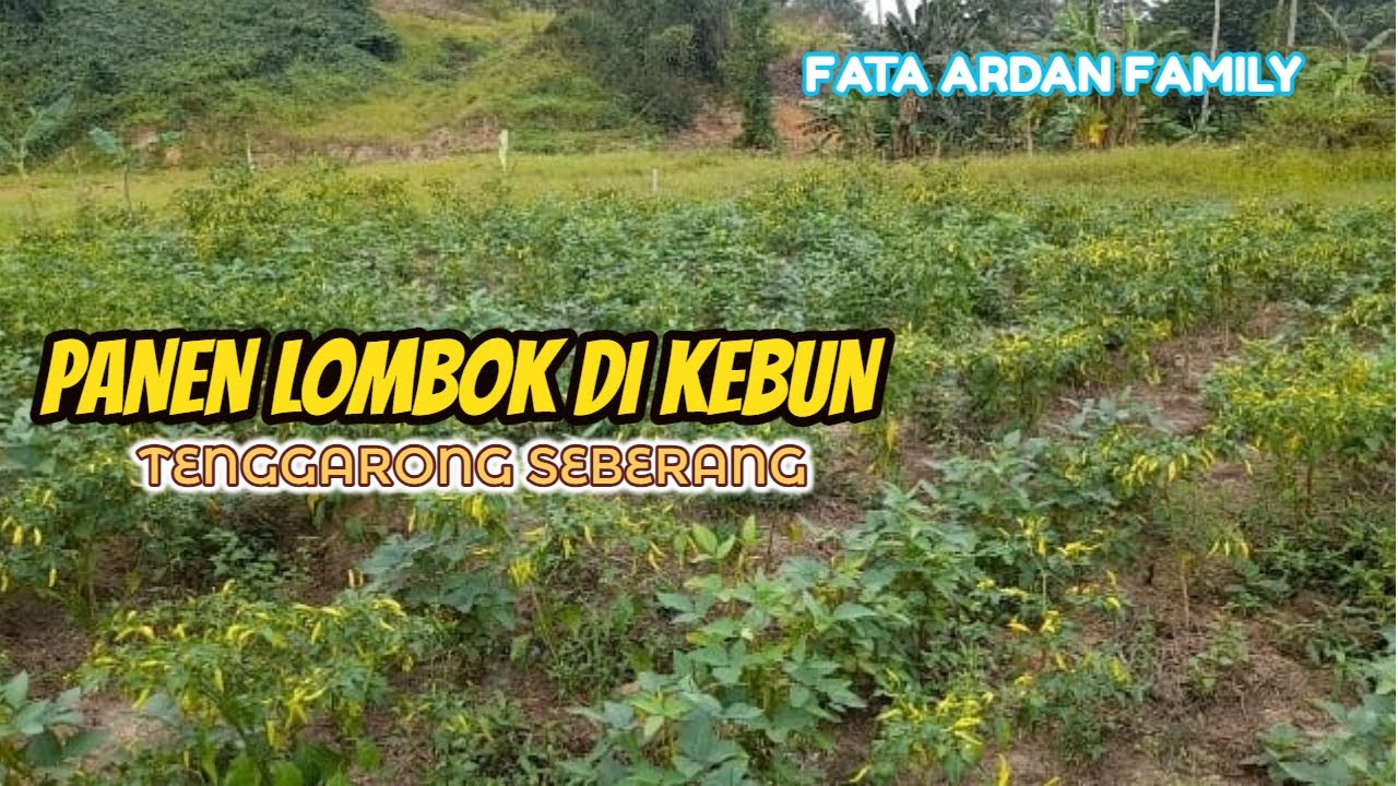 Saatnya Panen Lombok Di Kebun Tenggarong Seberang - YouTube