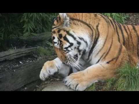 Tiger Licking Paw in Slow Motion - Panasonic Lumix GH4