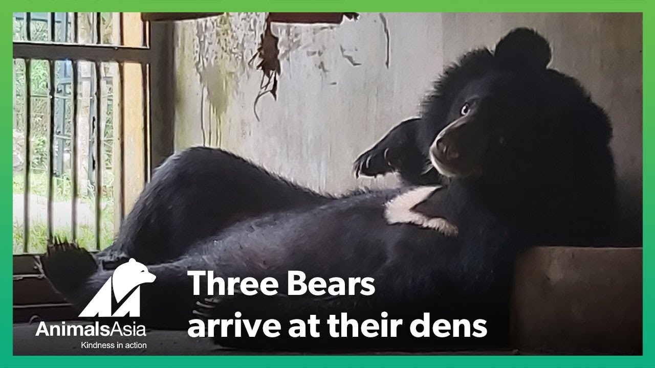 The Three Bears have moved to their new dens! - YouTube