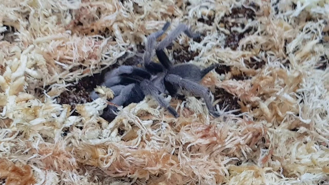 Phlogius Sp. Pygmy Rainforest Tarantulas Mating 2 of 4 - YouTube