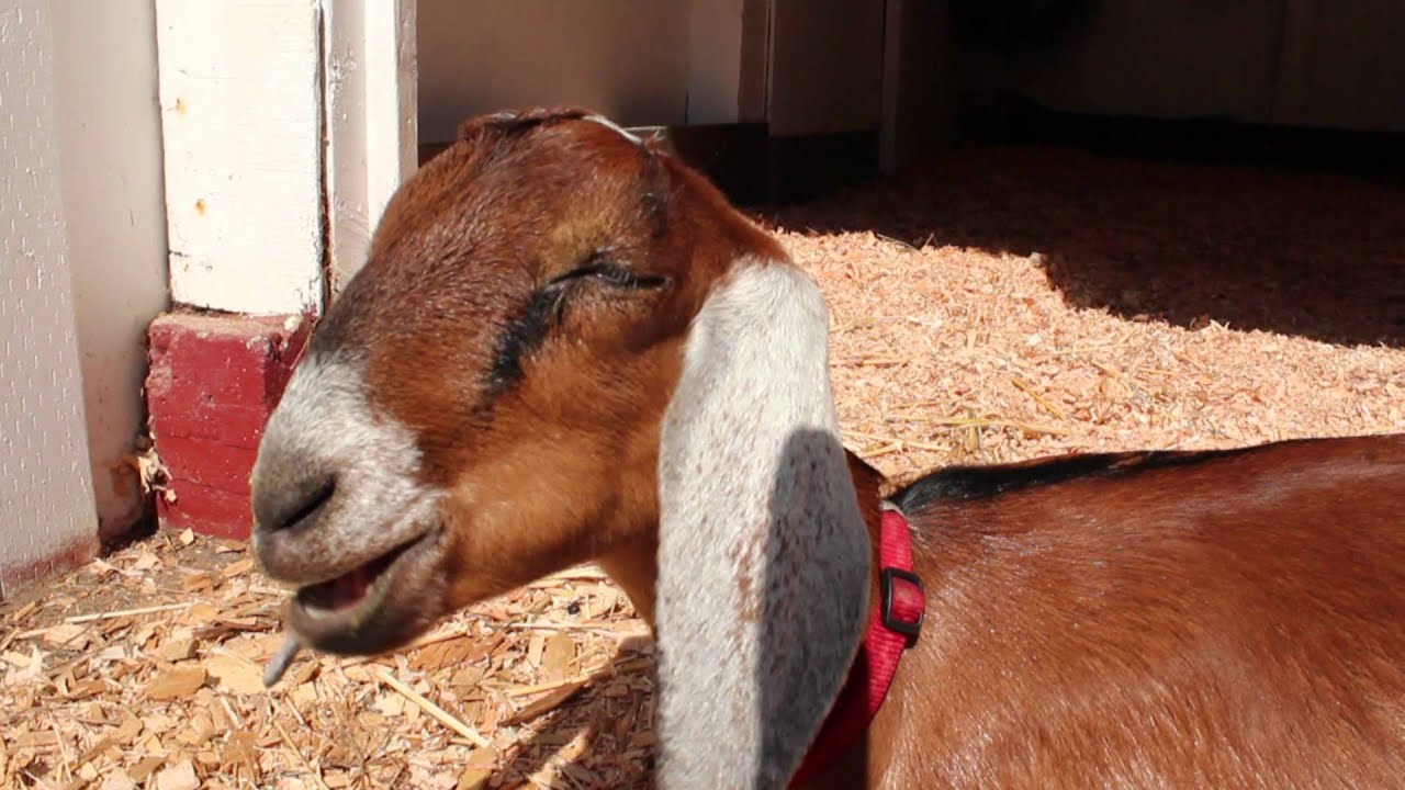 Forest Park Animal Farm - YouTube