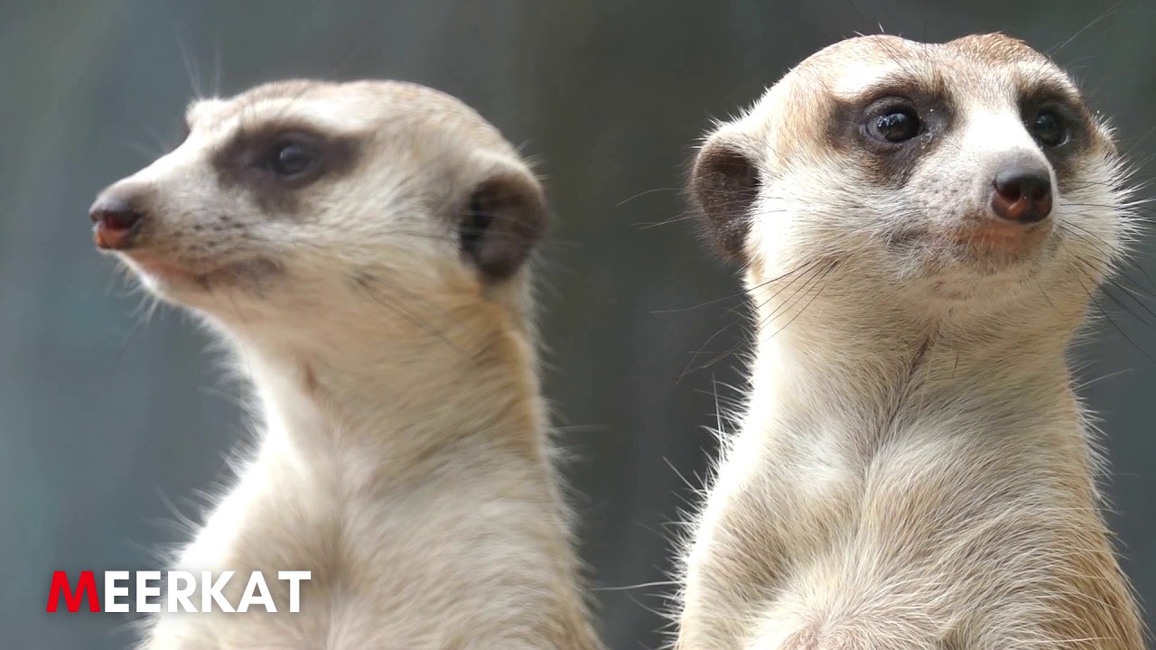 ABC African Animals for Children | Learn Alphabet with Names of African ...