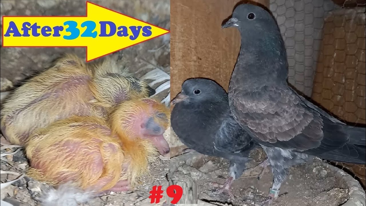 HOW #PIGEONS MATING & LAY EGG & HATCH Chick #Bird & GROW DAY BY DAY(Mr ...