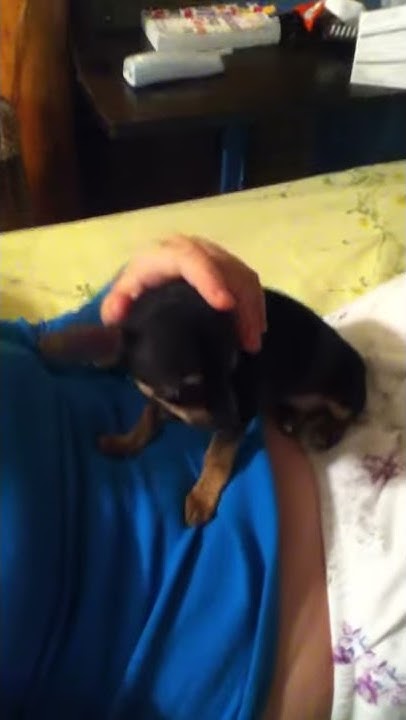 lola the dog - YouTube