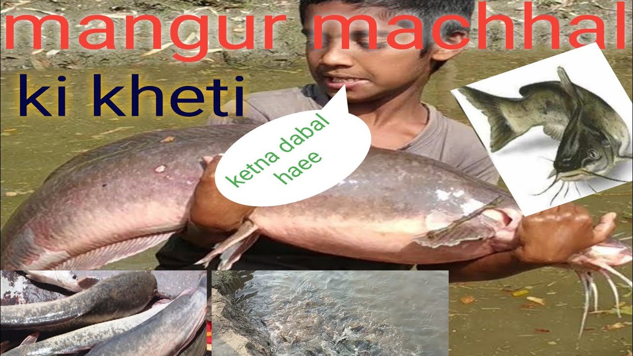 Mangur machhali ki kheti# Mangur fish - YouTube