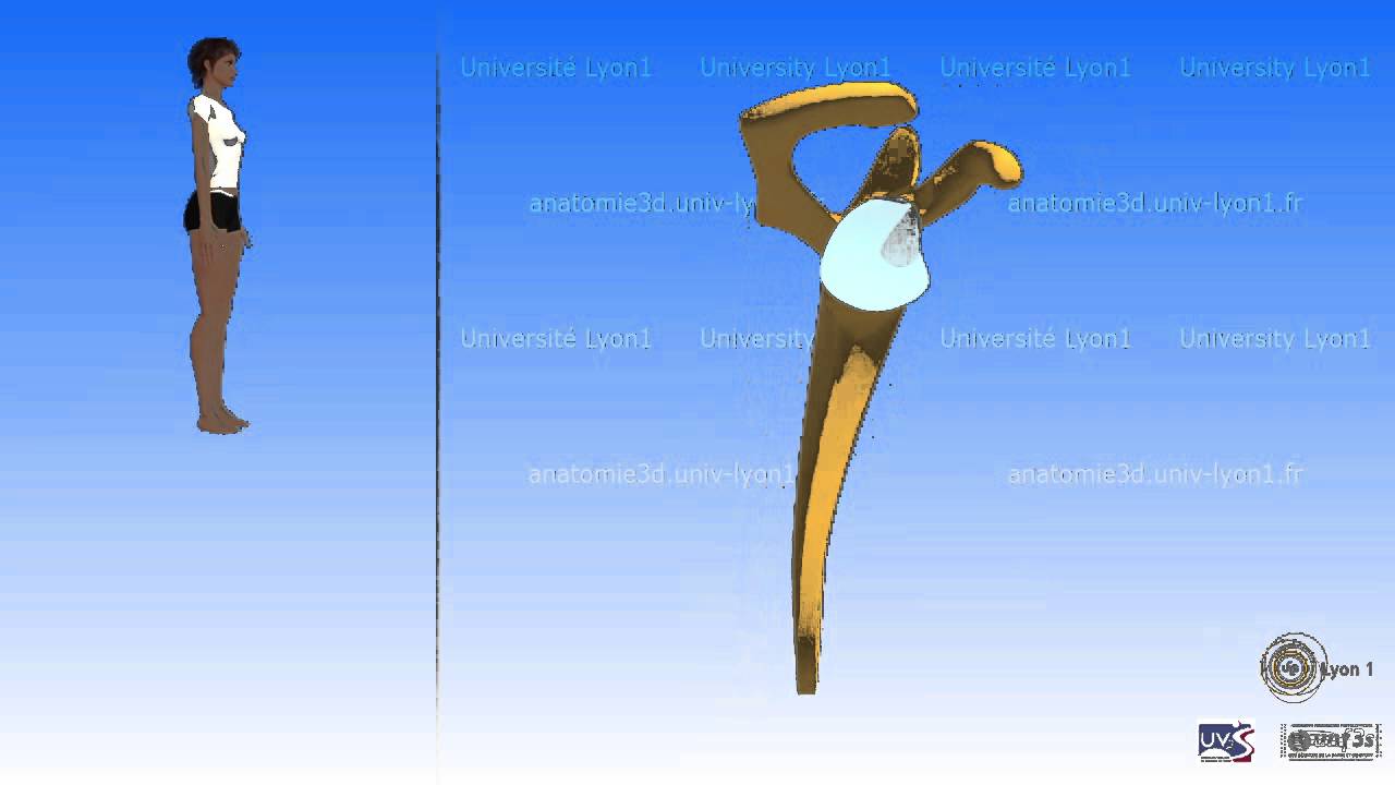 Lopatica (Scapula) - YouTube